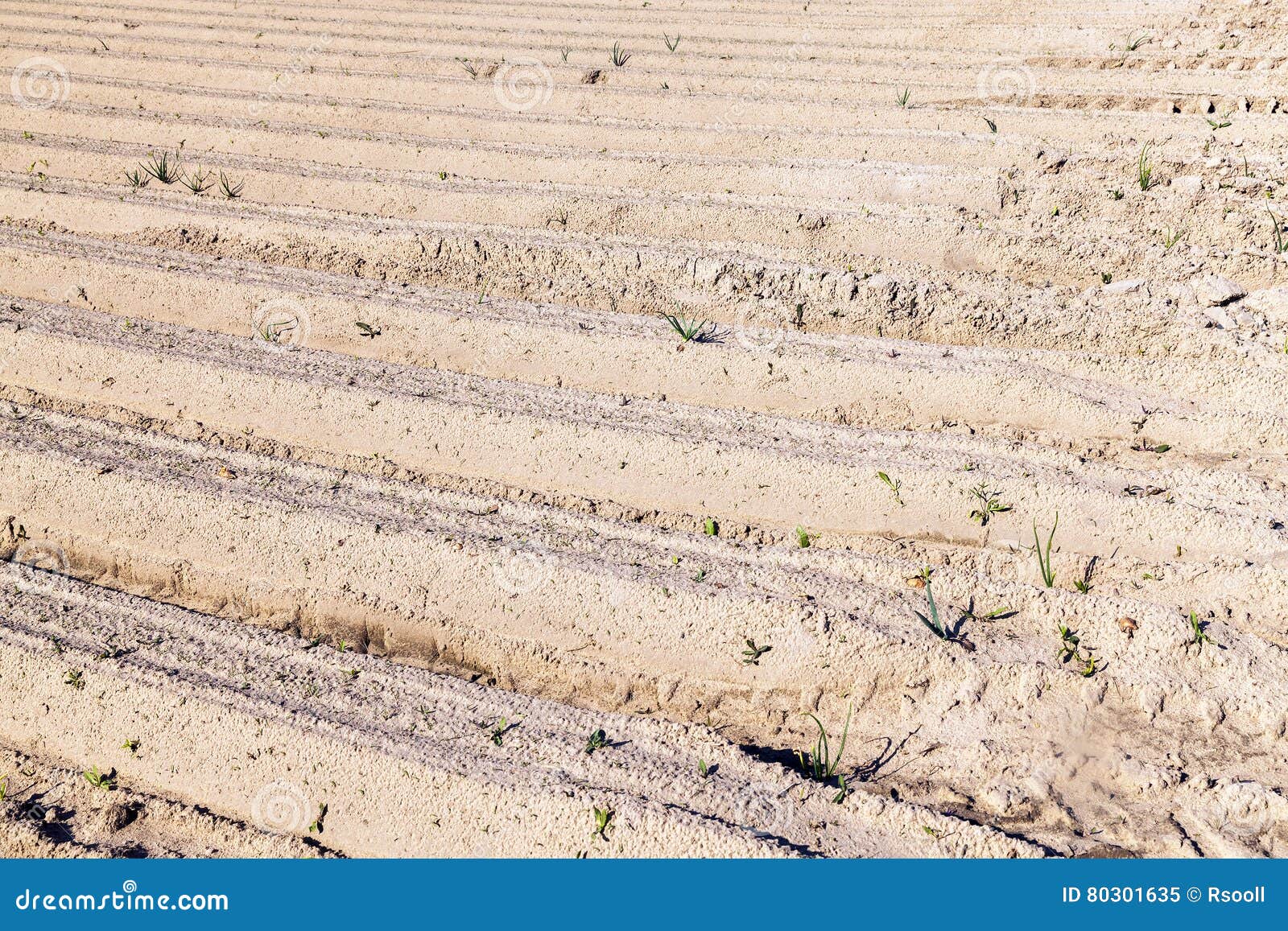 Surcos en el campo imagen de archivo. Imagen de travieso - 80301635