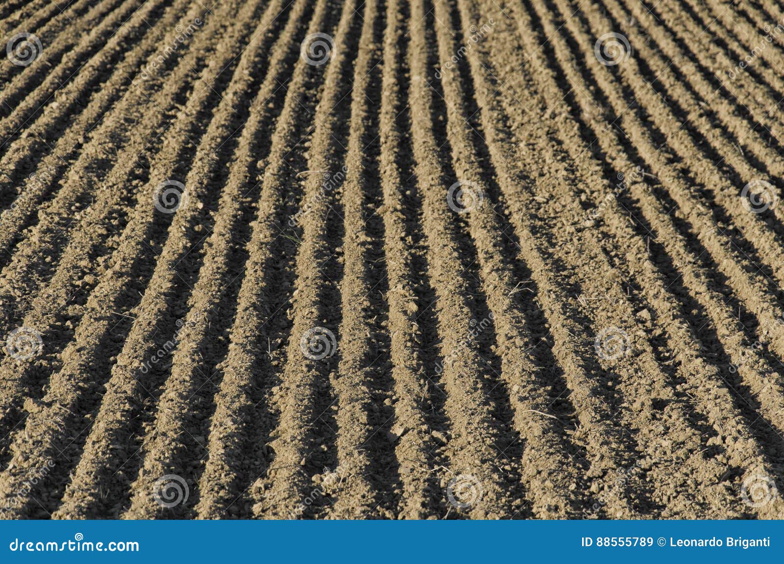 Surcos Que Siembran En Un Campo Imagen de archivo - Imagen de sembrado ...