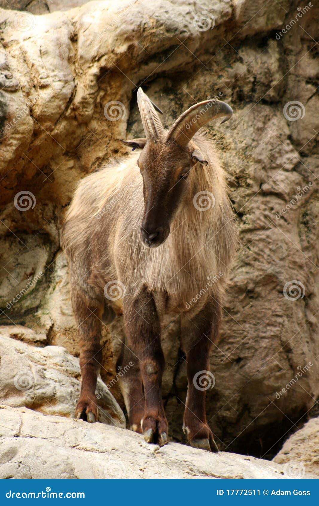 Sure Footed. stock image. Image of exploring, mountain - 17772511