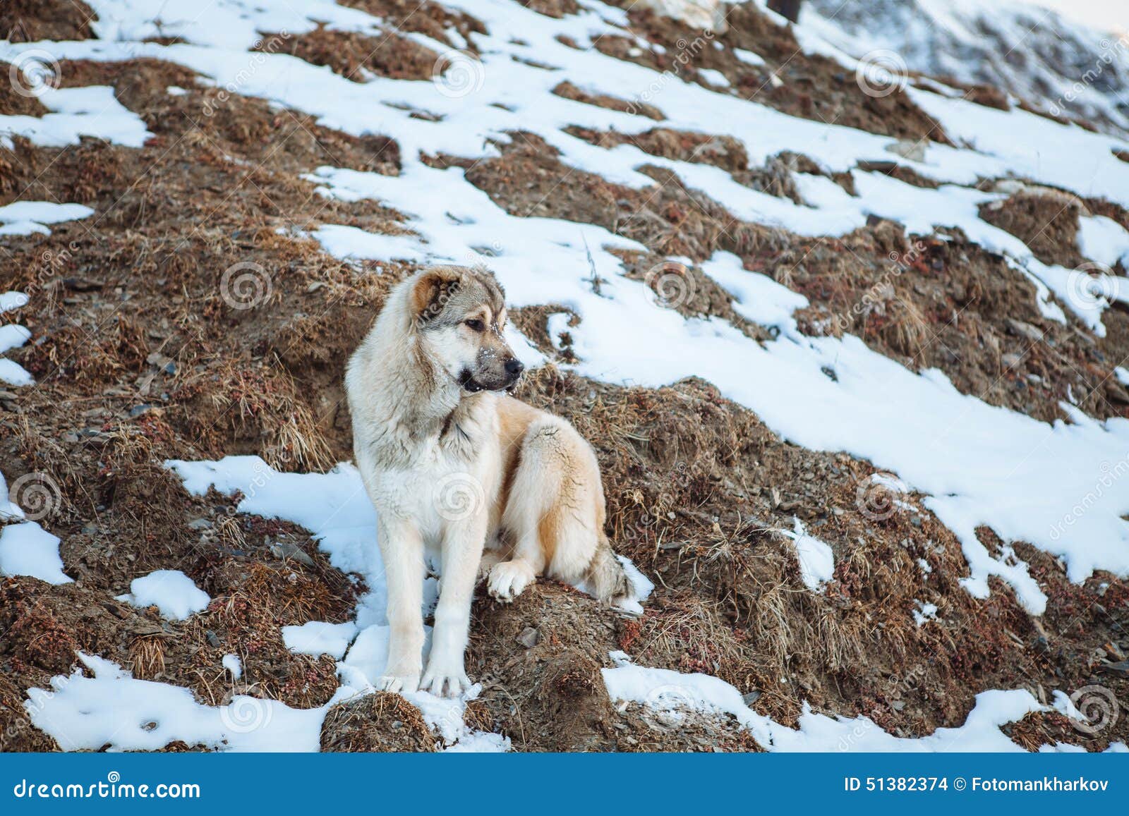 Surefire Svan Dog in the Mountains of Caucasus Stock Photo - Image of ...