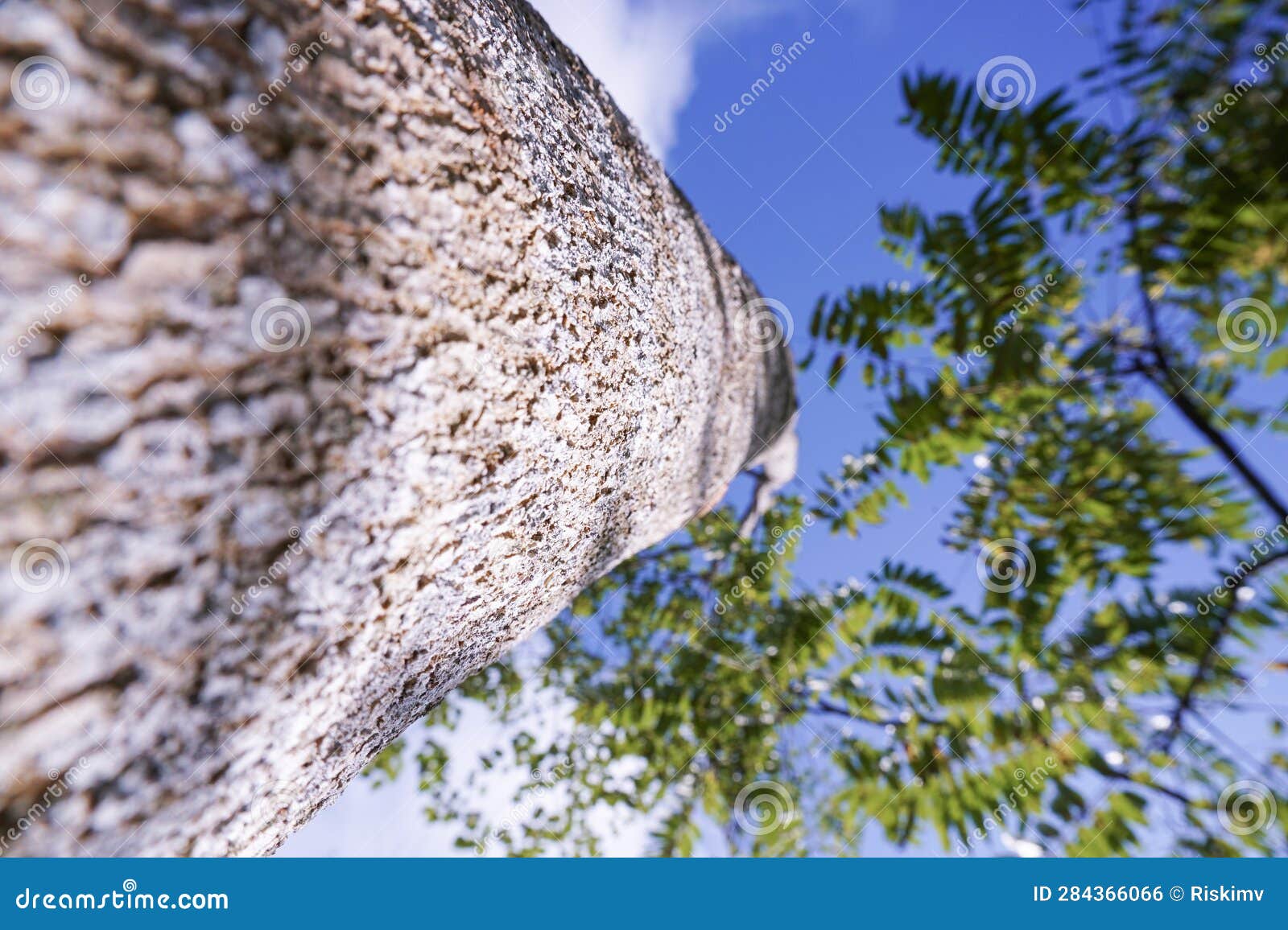 Suren tree close up stock photo. Image of details, suren - 284366066