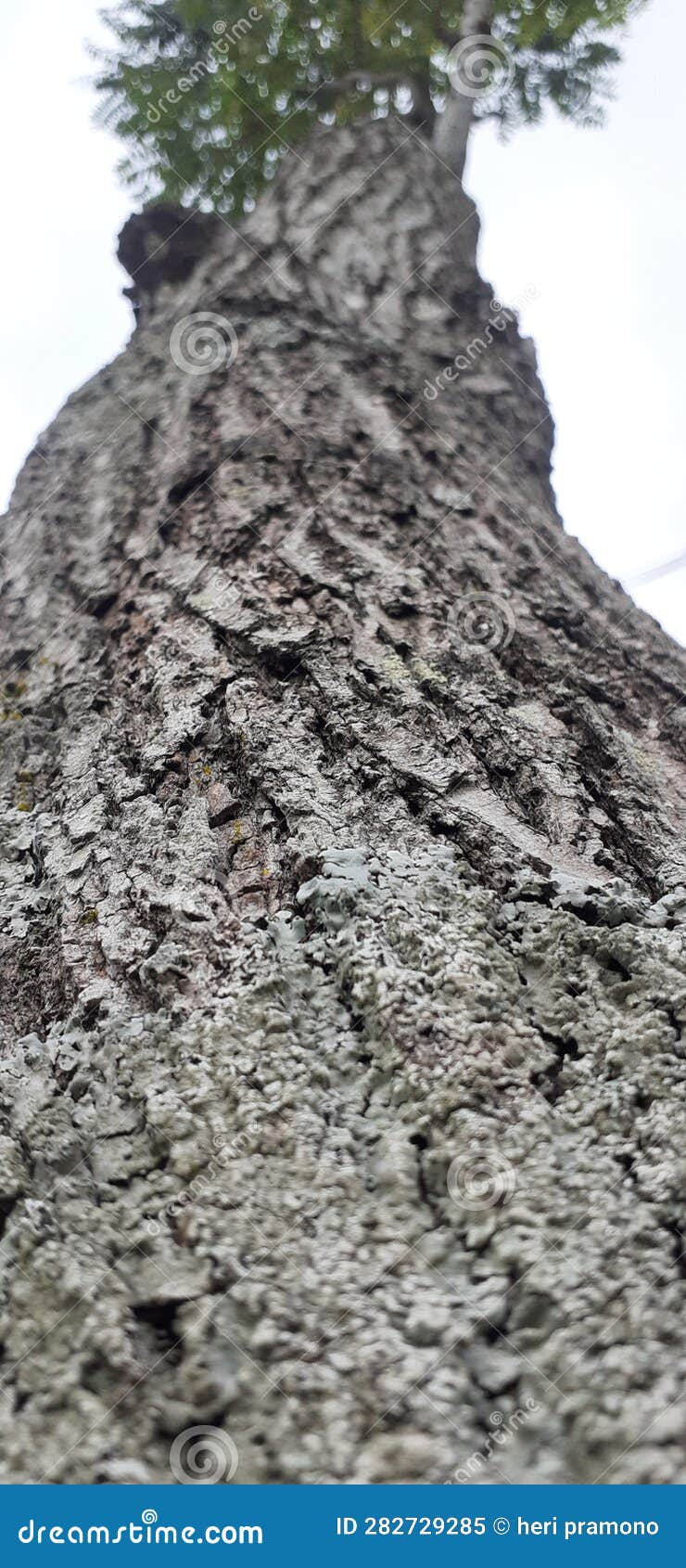 Suren Tree is a Versatile and Fast-growing Tree Species, and Grows a ...