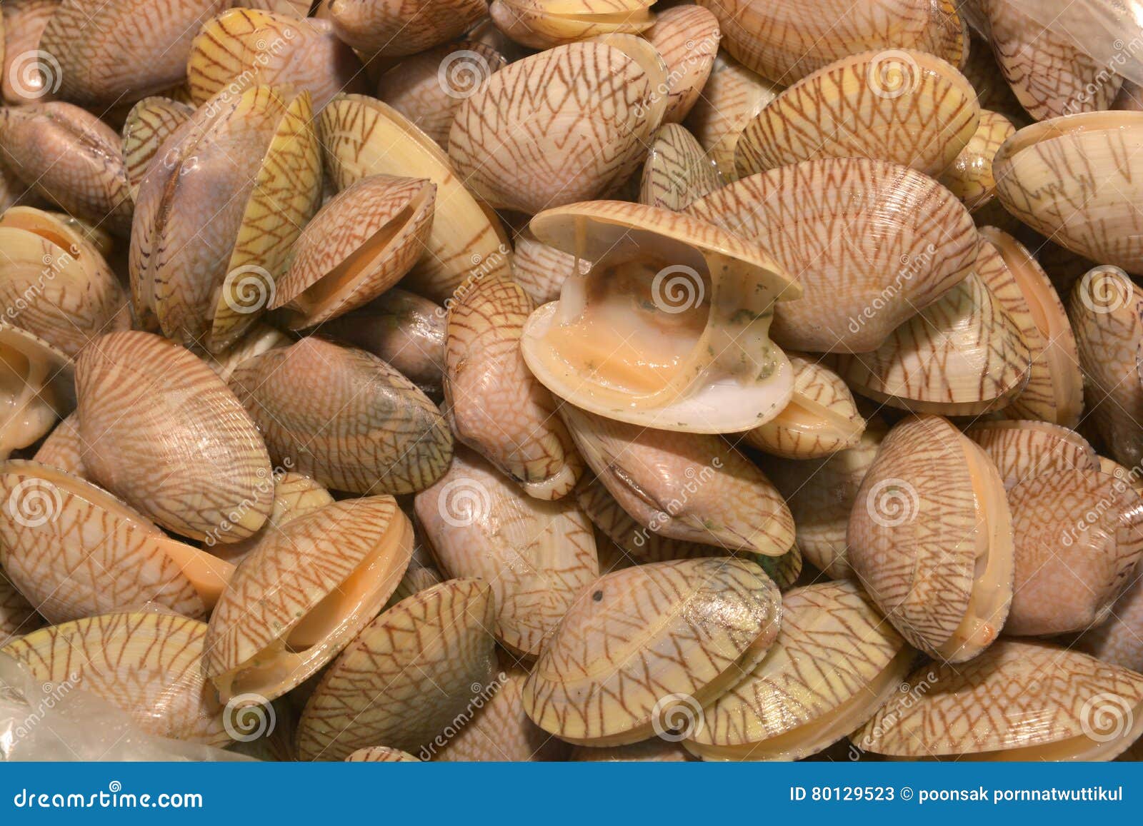 Surf clam, Short necked stock image. Image of baby, material - 80129523
