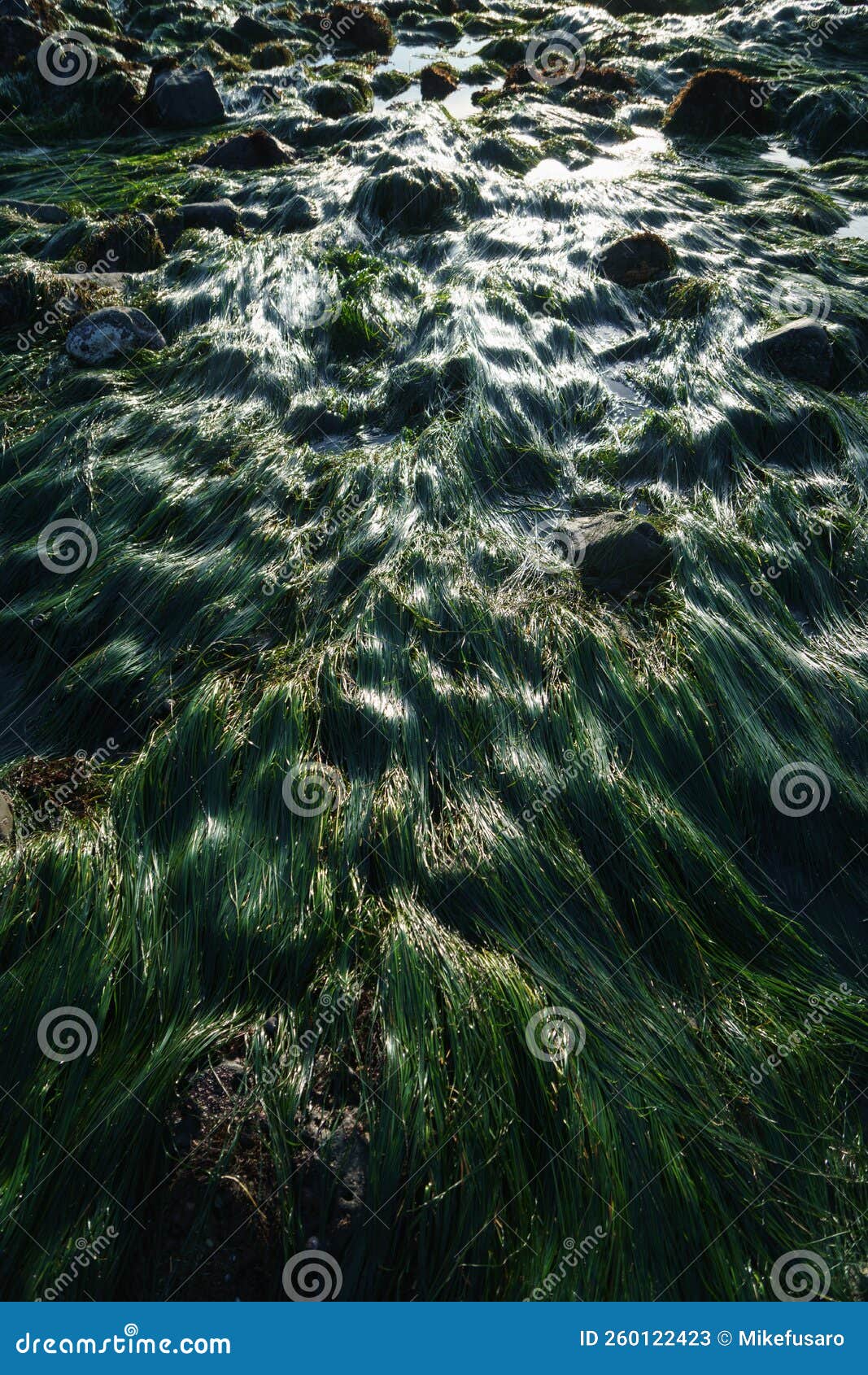 Surf grass at low tide stock image. Image of sunlight - 260122423