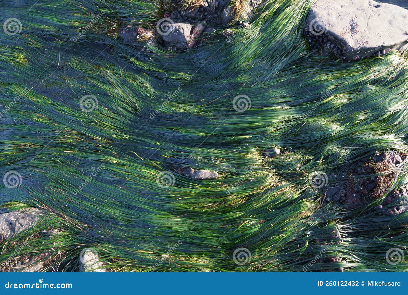 Surf grass at low tide stock photo. Image of ocean, seascape - 260122432