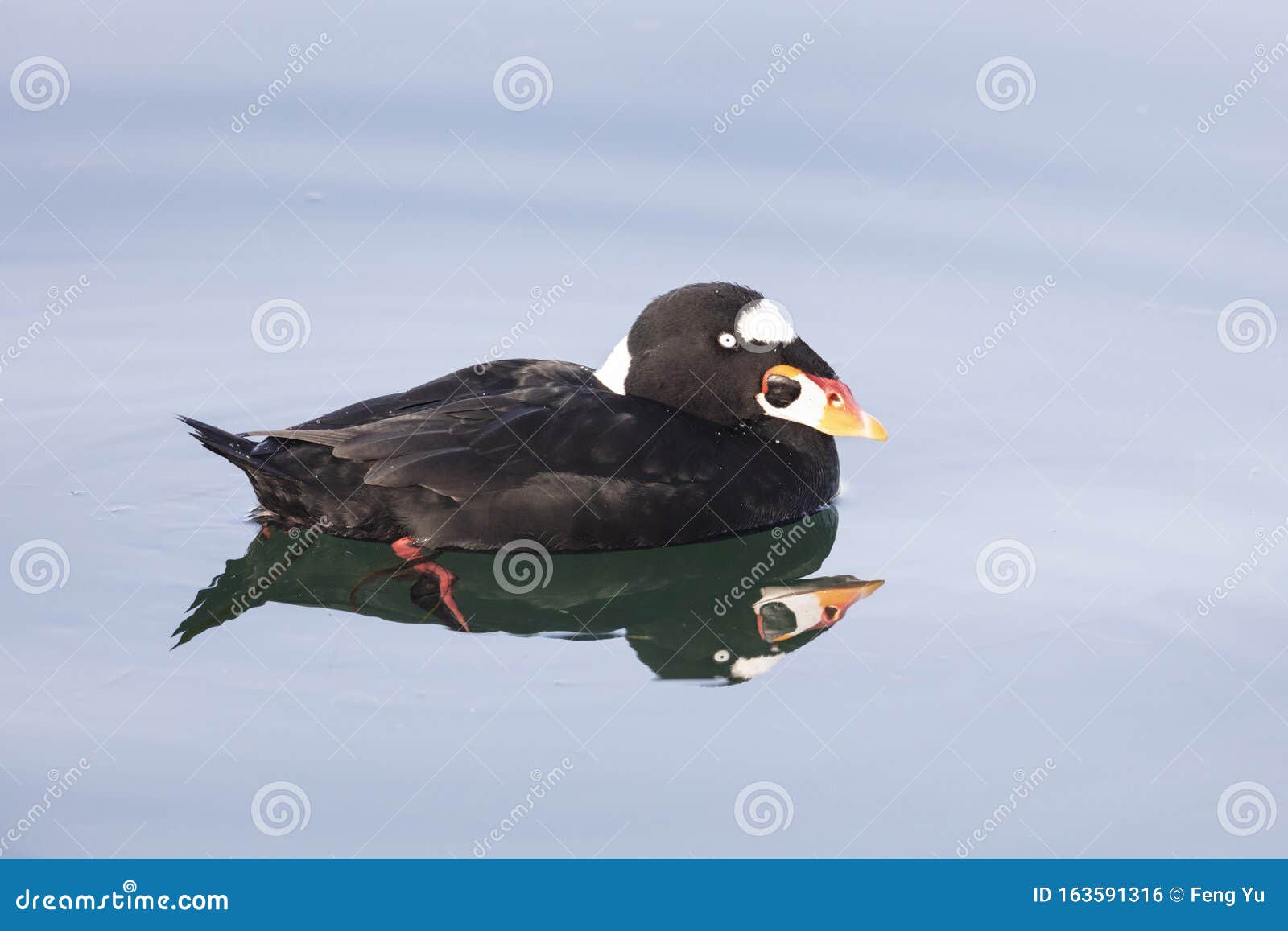 Surf Scoter bird stock photo. Image of vancouver, north - 163591316