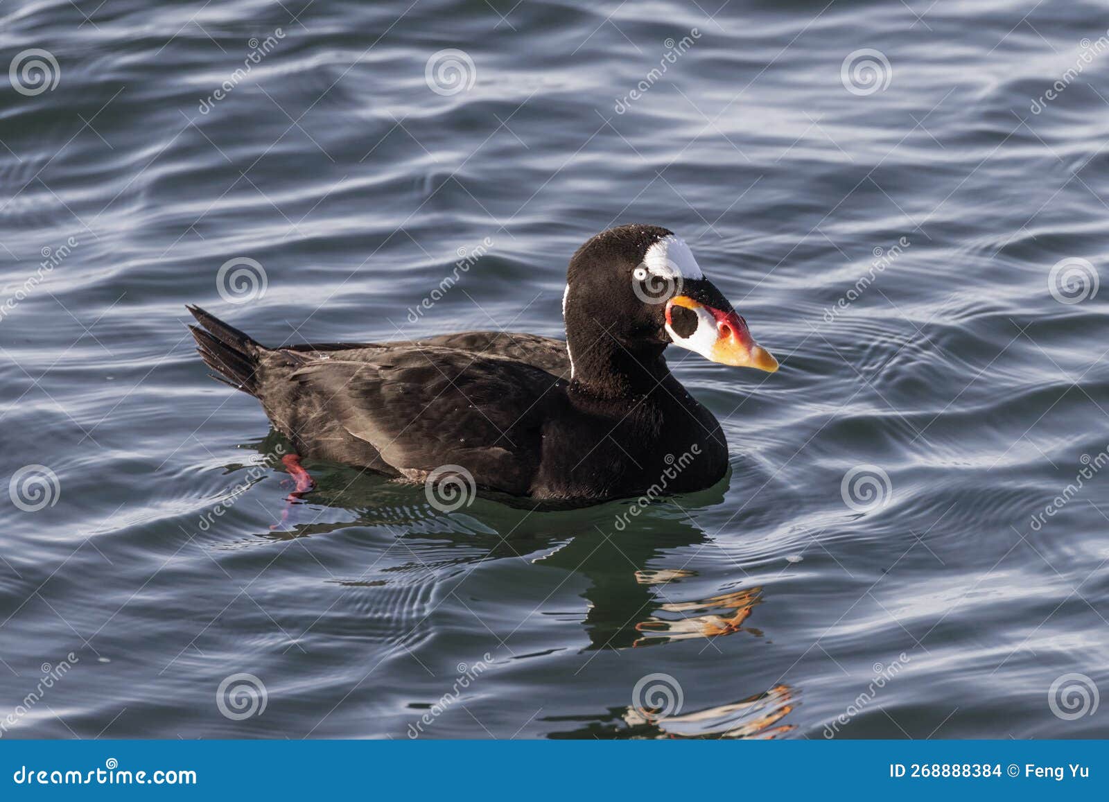 Surf Scoter bird stock photo. Image of nature, canada - 268888384