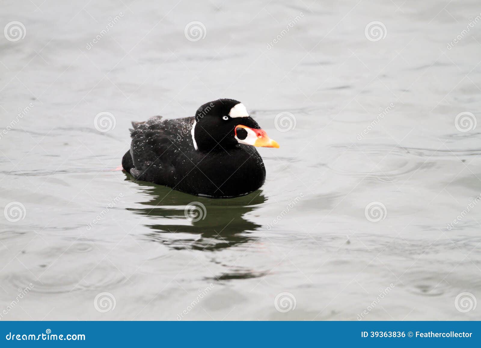 Surf Scoter stock photo. Image of surf, animal, wildlife - 39363836