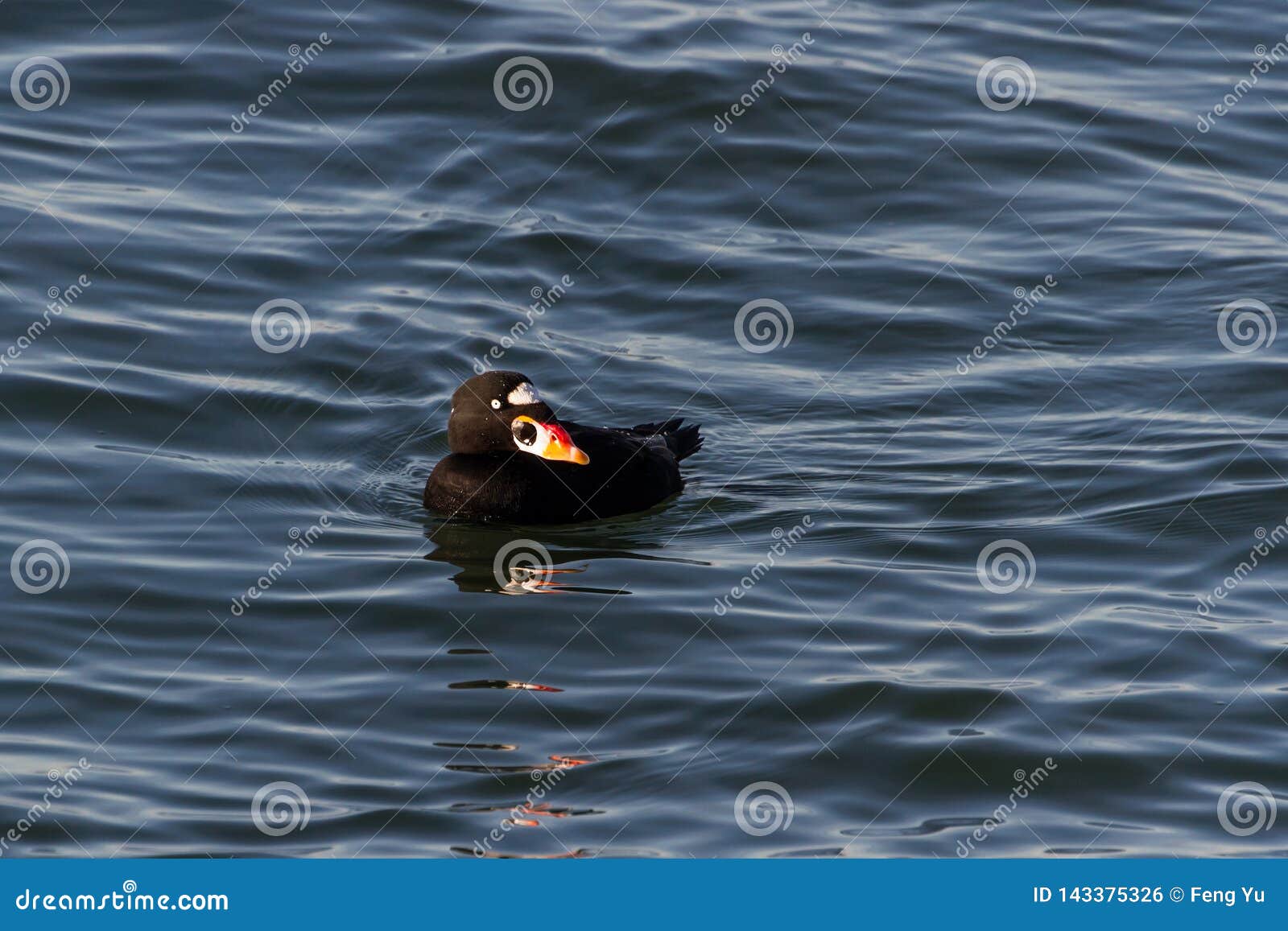 A Surf Scoter stock photo. Image of canada, white, blue - 143375326