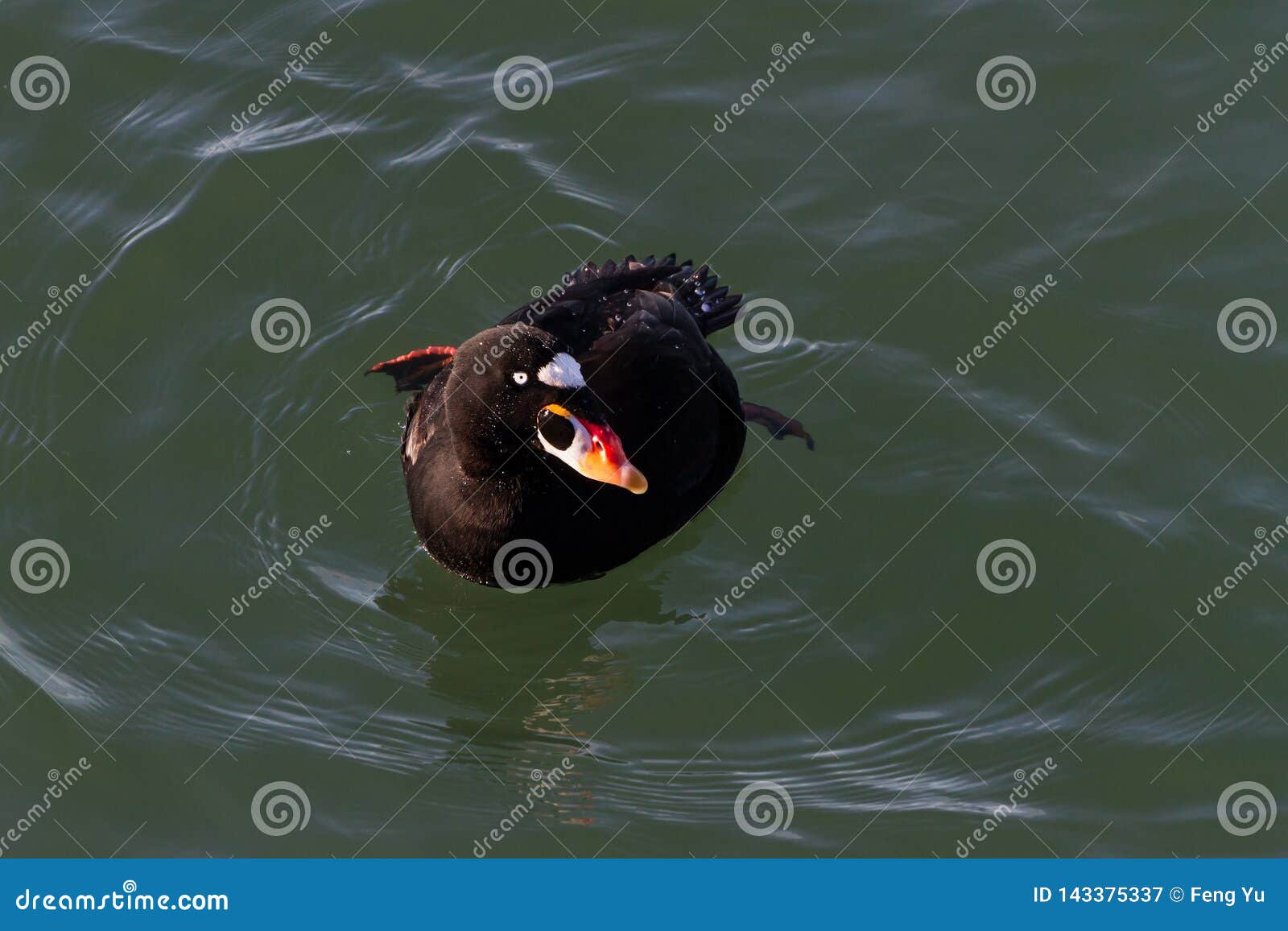 Surf Scoter bird stock image. Image of canada, yellow - 143375337