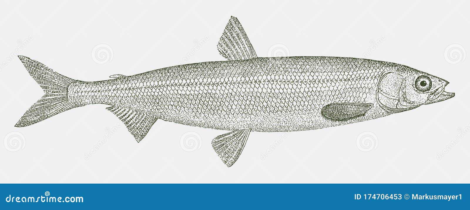 Surf Smelt, a Marine Fish from the Eastern Pacific in Side View Stock ...