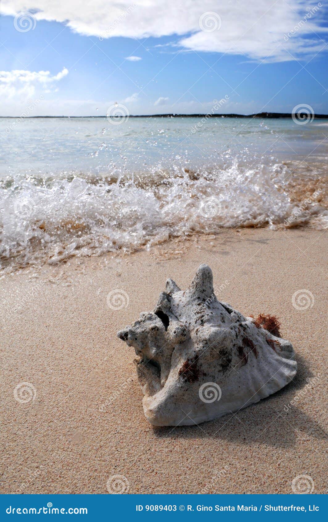 Surf Splashing on Sand with Sea Shell Stock Image - Image of life ...