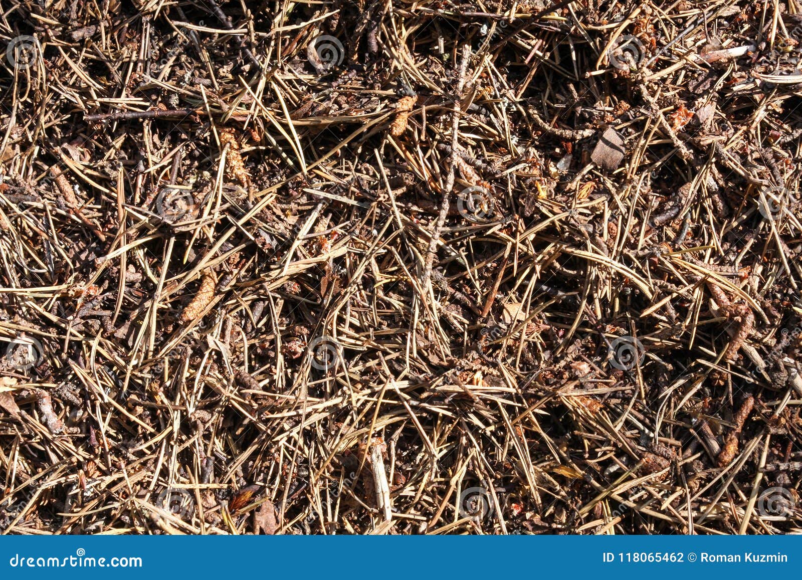 Surface of an anthill stock photo. Image of antsinananthill - 118065462