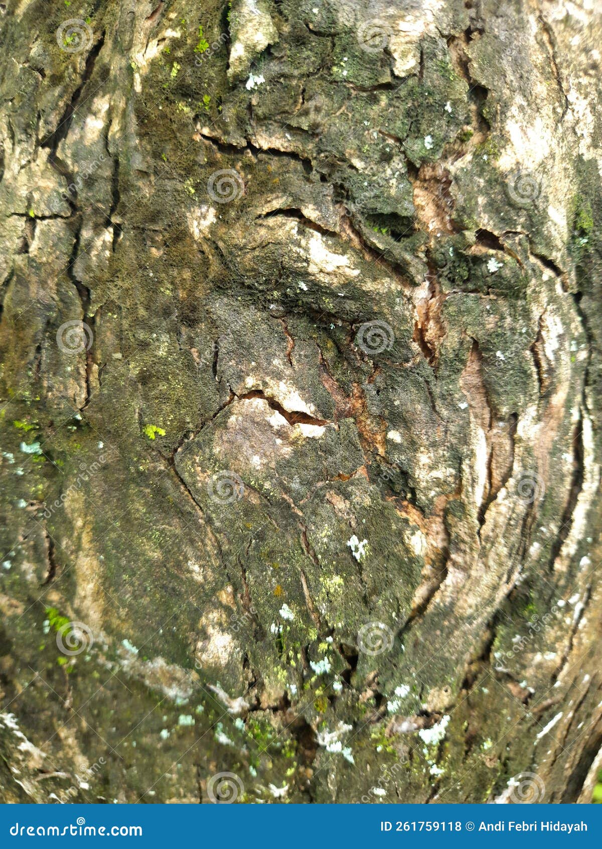Tree Bark with a Rough Surface Stock Photo - Image of botanical, brown ...