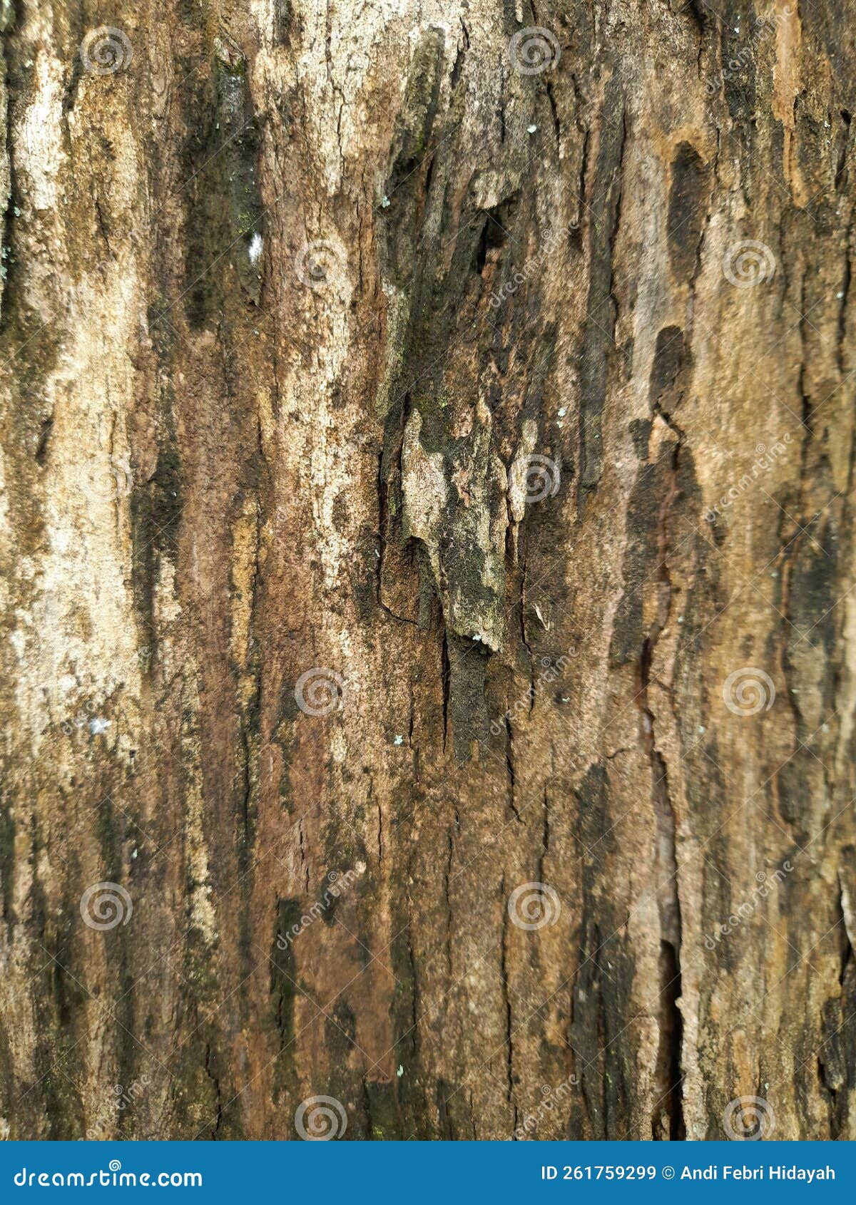 Tree Bark with a Rough Surface Stock Image - Image of color, colours ...