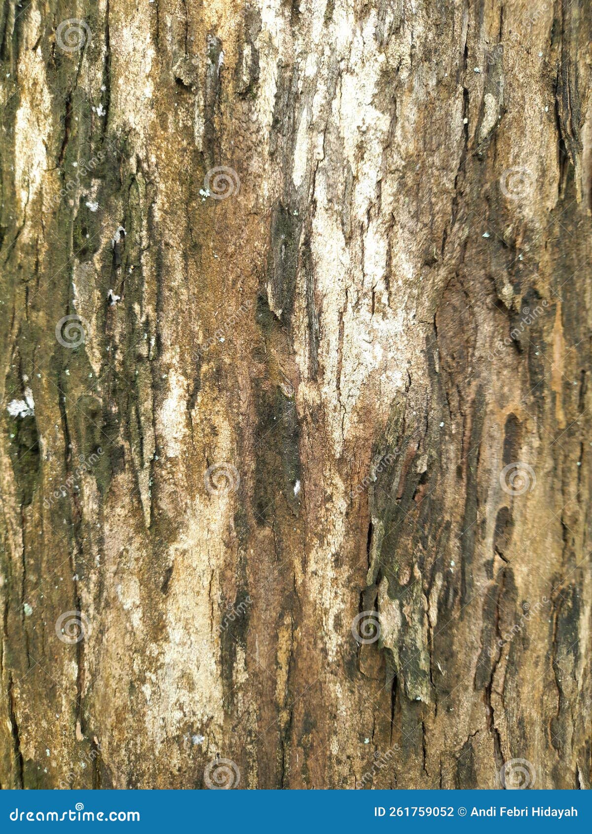 Tree with Rough Textured Bark Stock Photo - Image of design, background ...