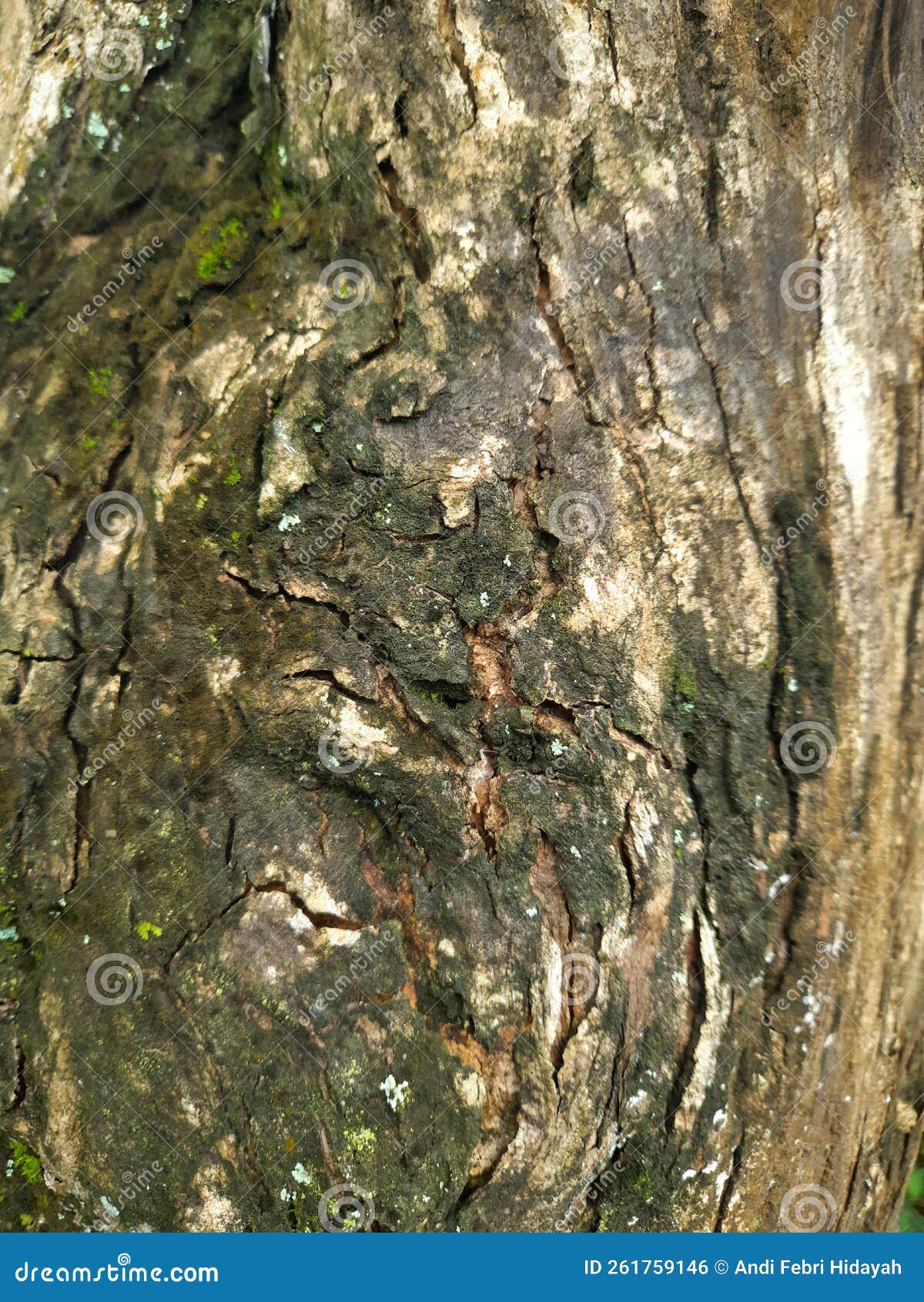Tree with Rough Textured Bark Stock Photo - Image of bark, effect ...