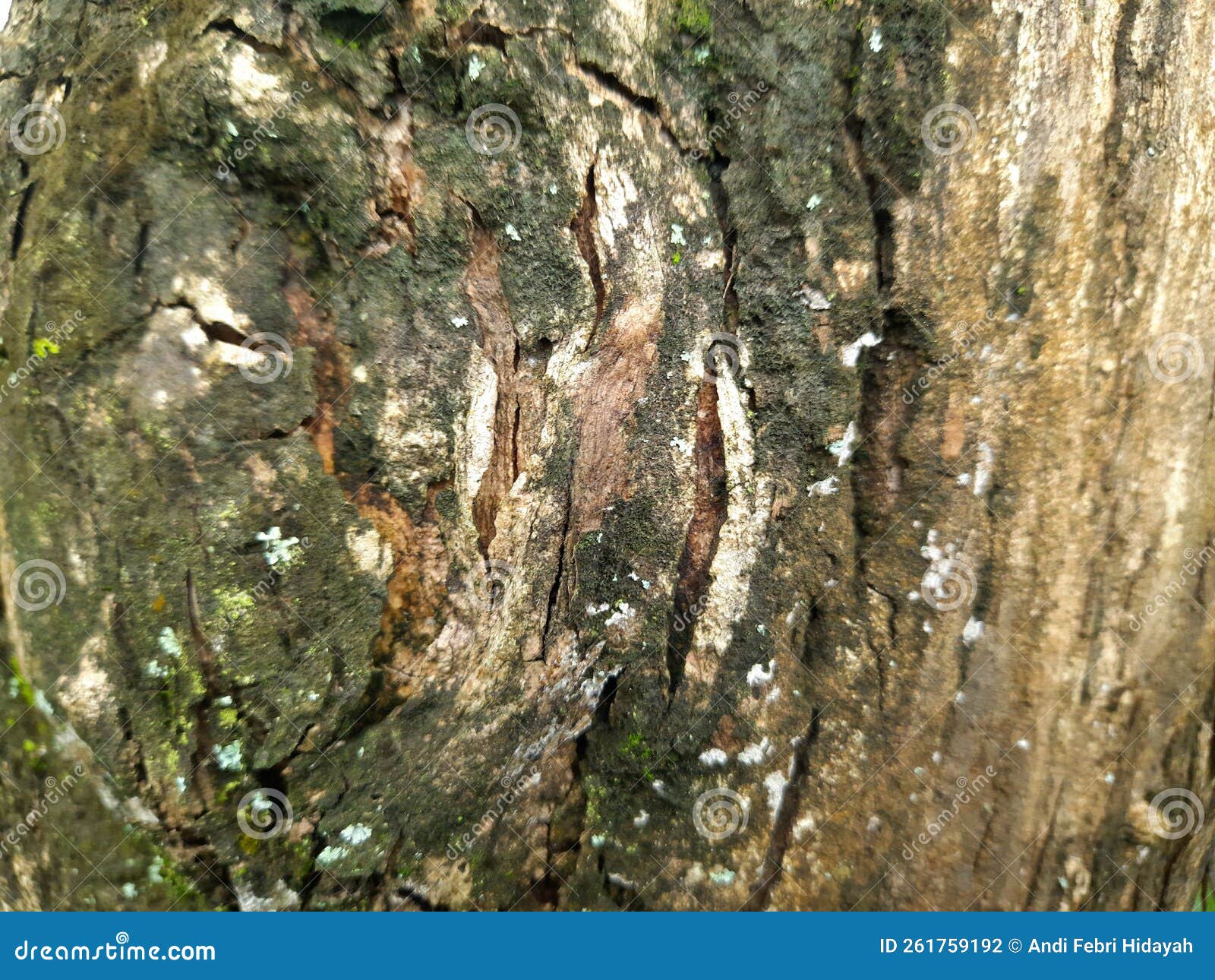 Tree with Rough Textured Bark Stock Photo - Image of concept, branch ...