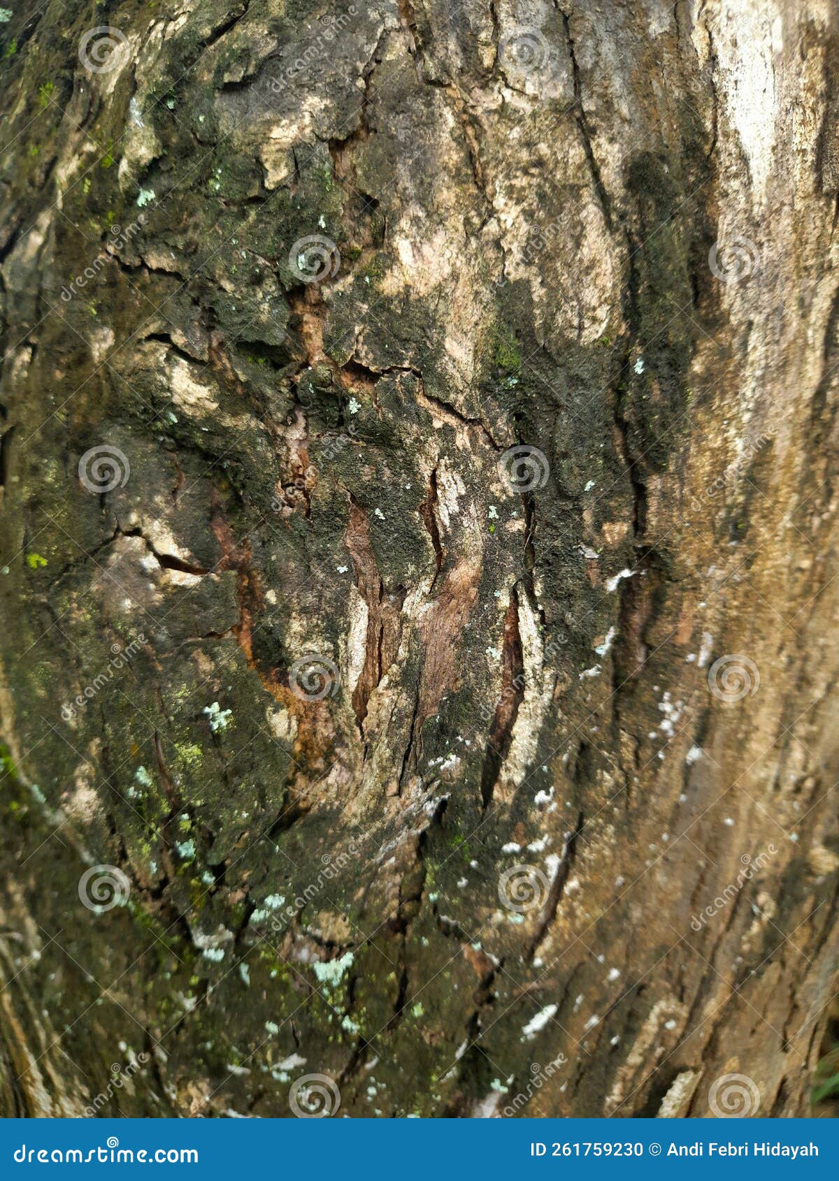Tree with Rough Textured Bark Stock Photo - Image of abstract ...