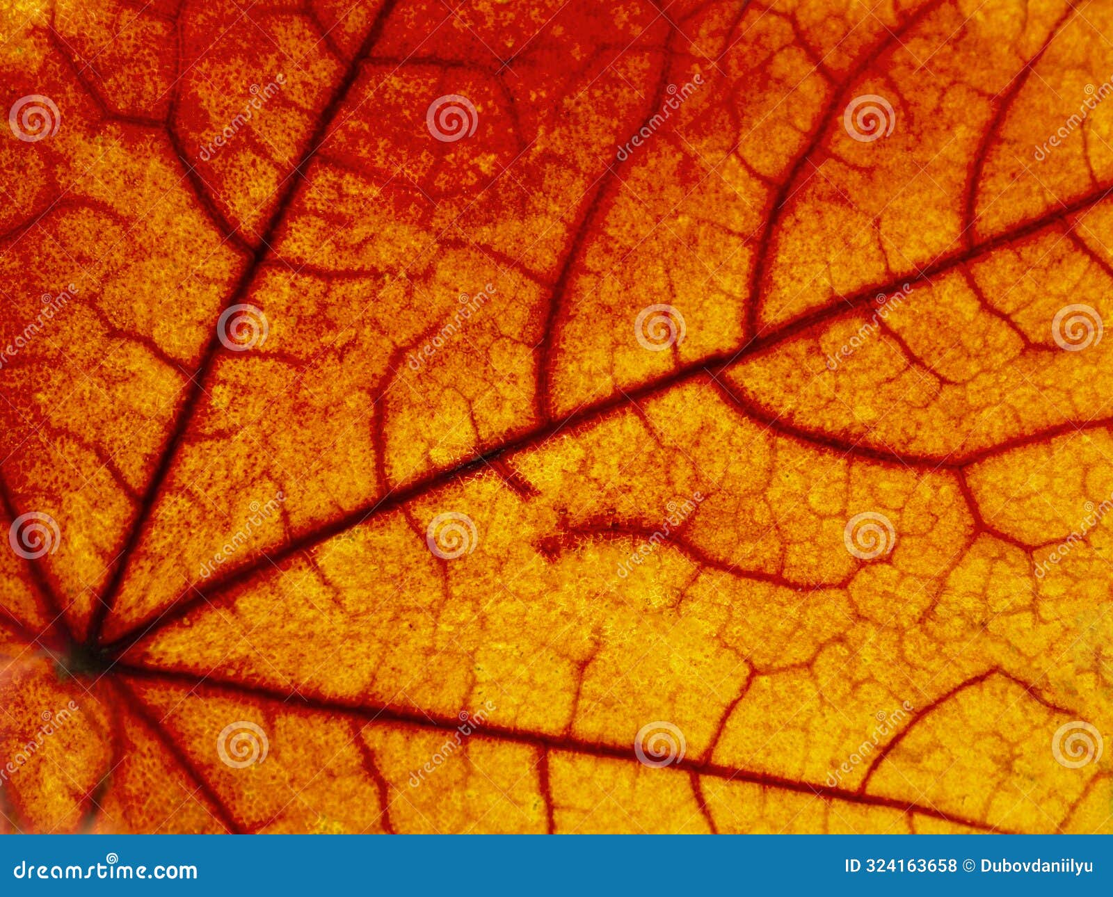 Surface of an Autumn Maple Leaf in the Light, Anatomy, Biological ...