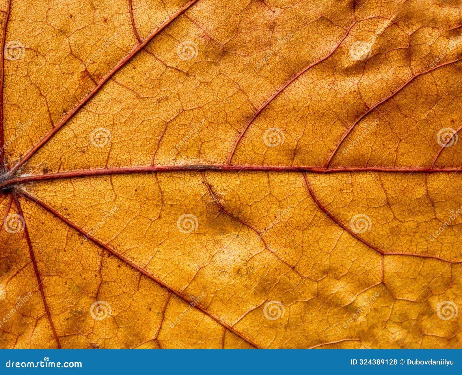 Surface of an Autumn Maple Leaf in the Light, Anatomy, Biological ...