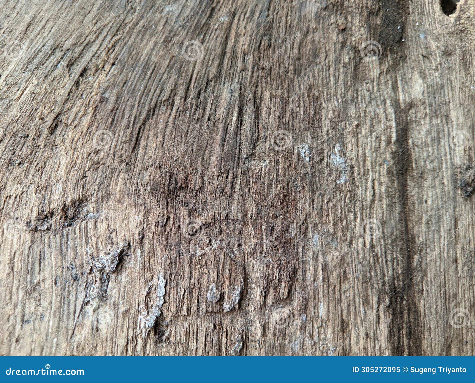 The Surface of the Bark is Dry and Beautifully Textured Stock Image ...