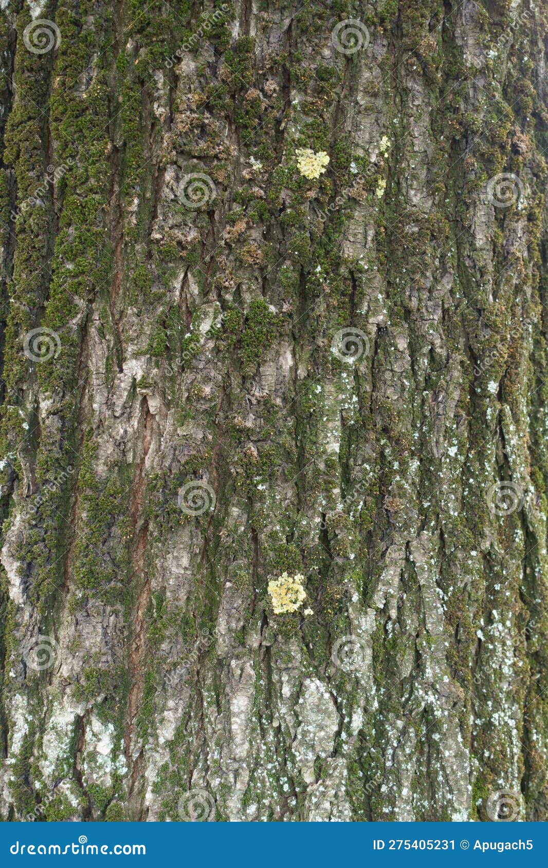 Surface of Bark of European White Elm Covered with Dry Moss and Lichen ...