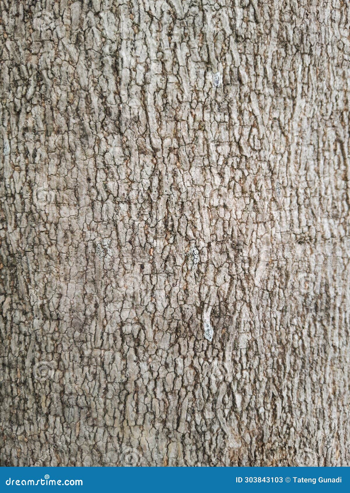 The Surface of the Bark of the Hibiscus Tiliaceus Tree, Known As the ...