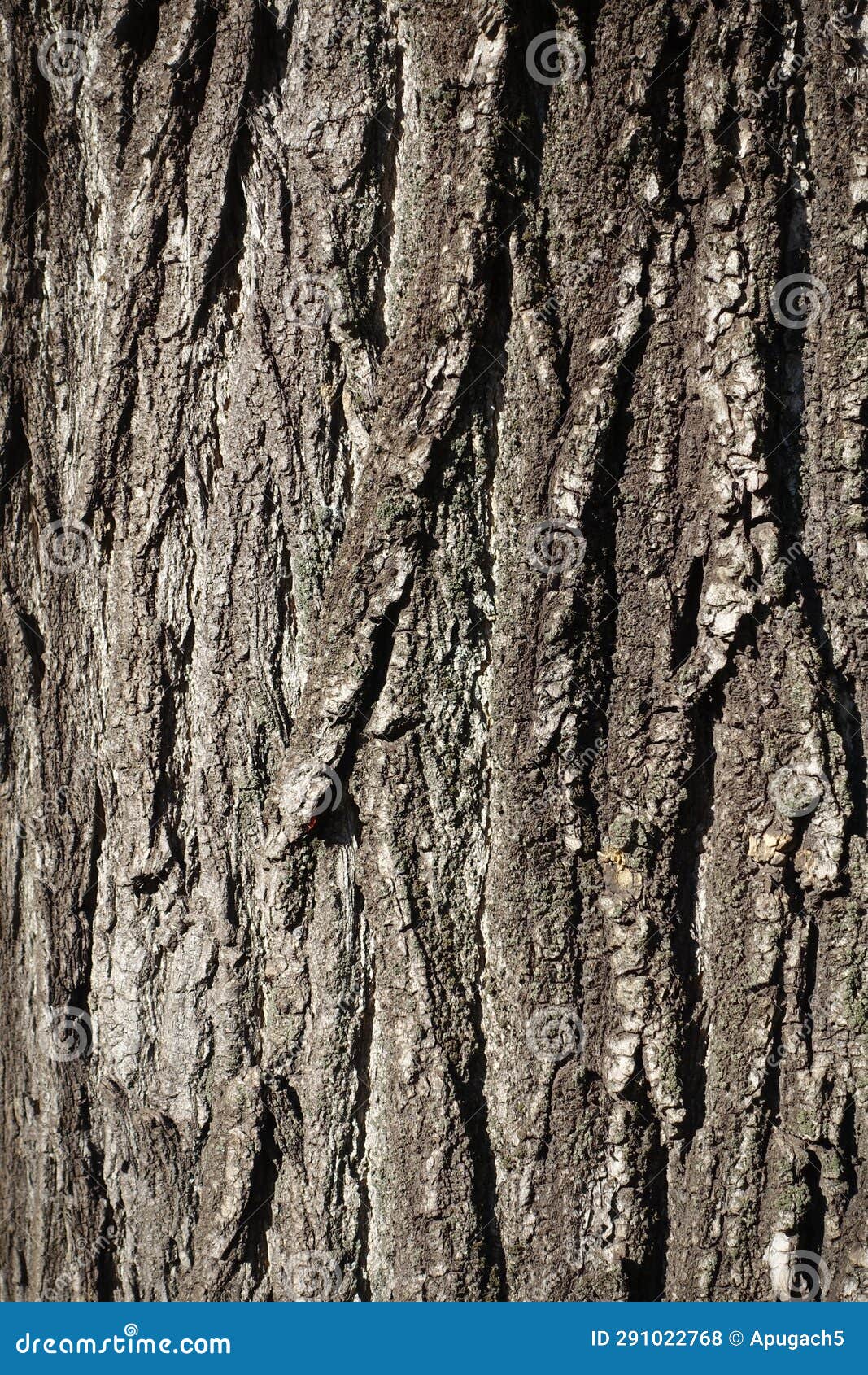 Surface of Bark of Japanese Pagoda Tree Stock Photo - Image of crackled ...