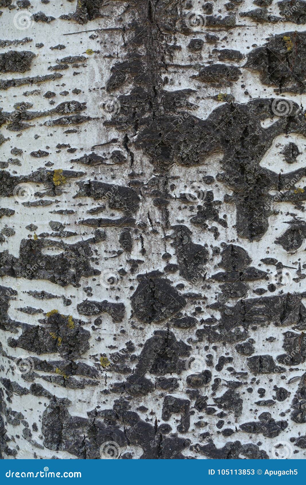 Surface of Bark of Silver Poplar Tree Stock Image - Image of botany ...