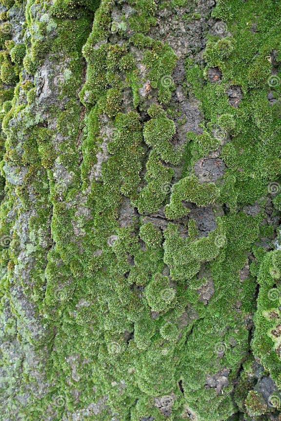 Surface of Bark of Silver Poplar with Green Moss Stock Image - Image of ...
