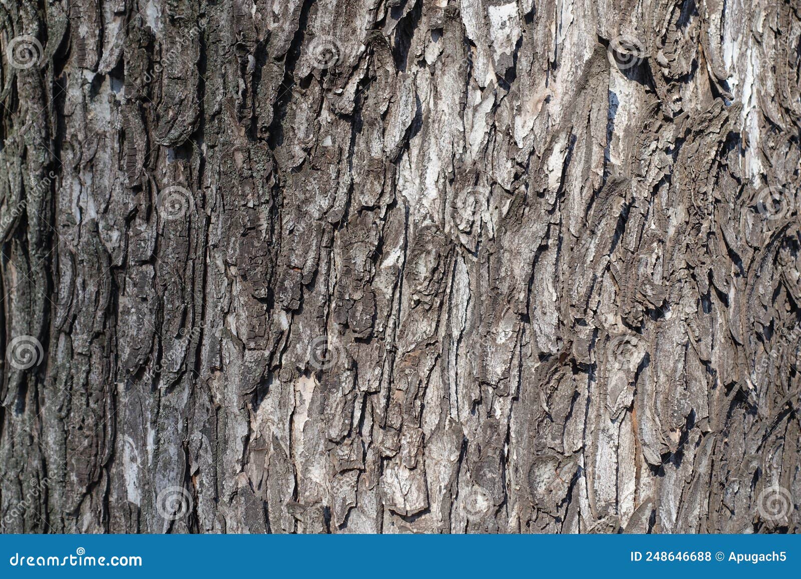 Surface of Bark Sycamore Maple Tree Stock Photo - Image of gray, rough ...