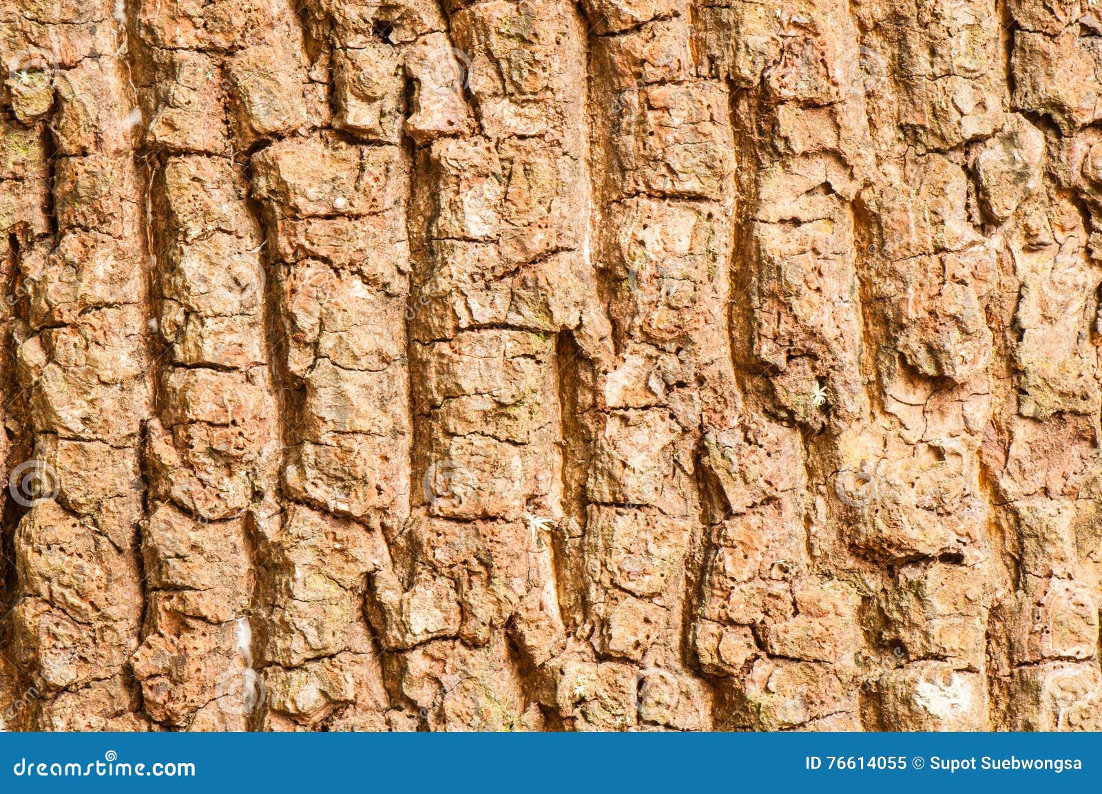 Surface bark and texture stock image. Image of detail - 76614055