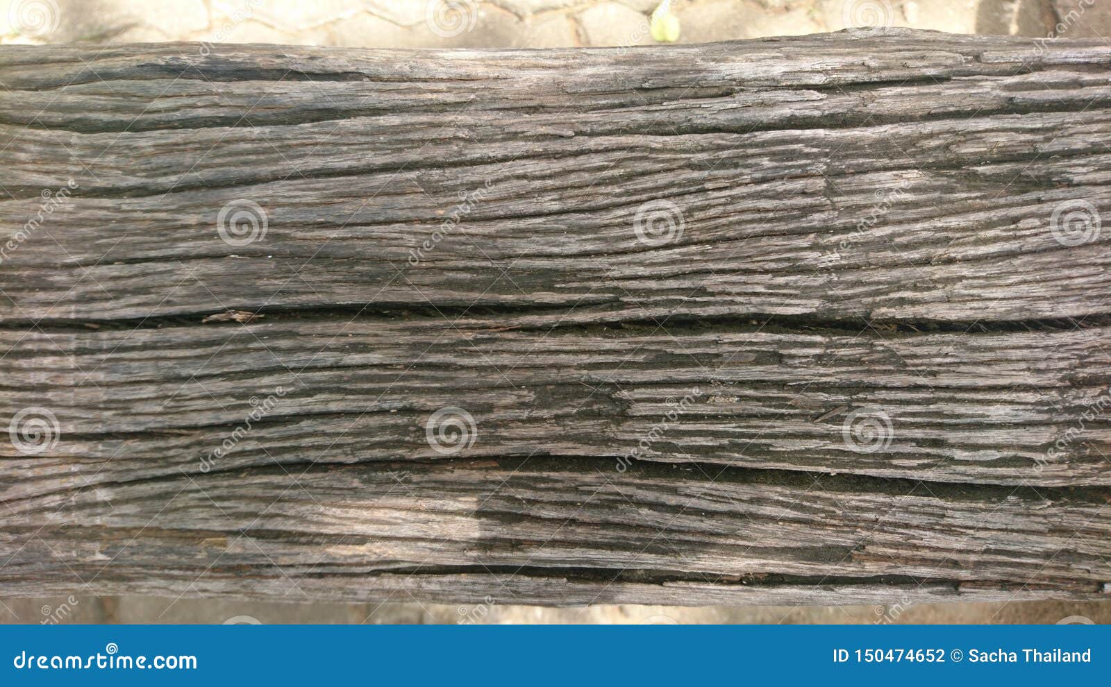 Surface from the Bark of the Tree Stock Photo - Image of stucco ...