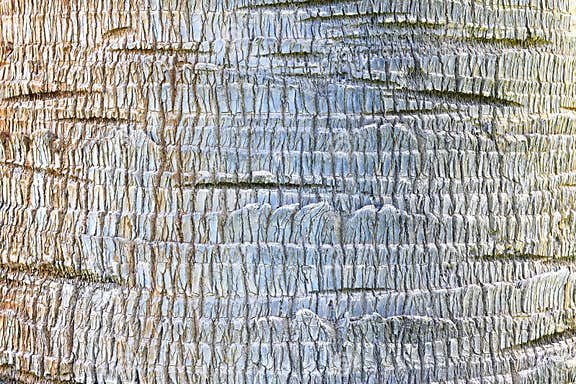 Surface bark of tree trunk stock photo. Image of lumber - 248993762