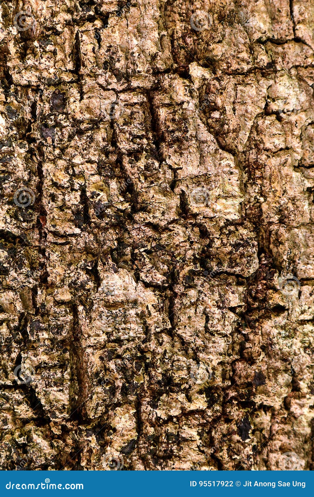 Surface Bark Wood Texture. Old Bark Wood Pattern Background Stock Photo ...