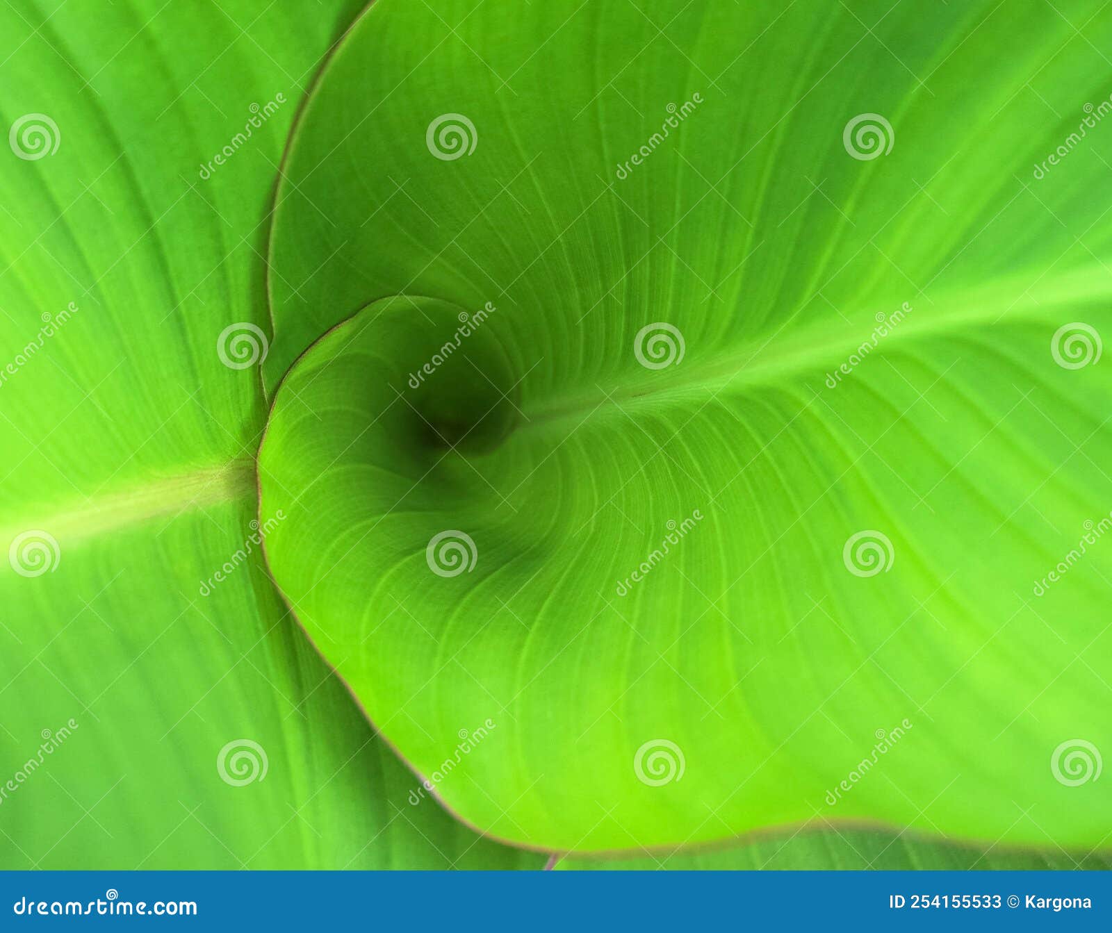 The Big Green Leaves As an Abstract Natural Background Stock Image ...