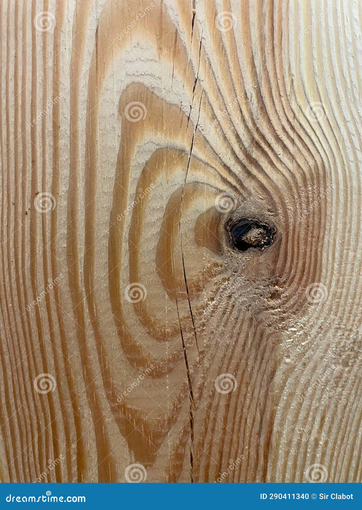 Knot And Wood Texture In A Tree Stock Photography | CartoonDealer.com ...