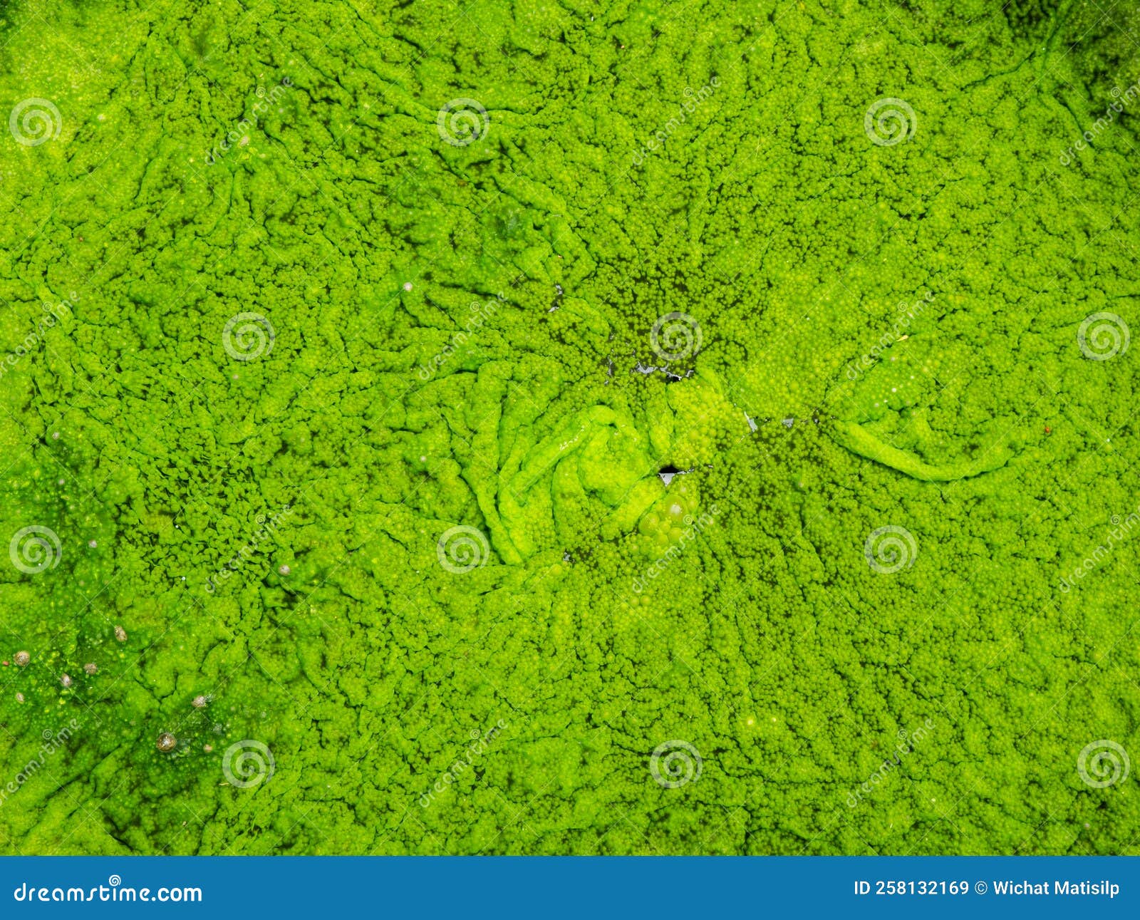 Surface of the Bubble Moss is Gathered into a Sheet Stock Image - Image ...