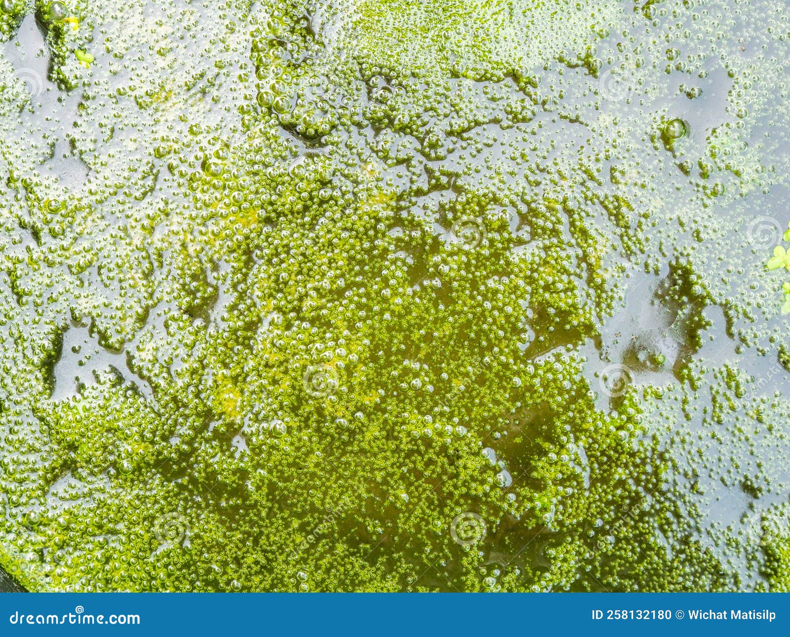 Surface of the Bubble Moss is Gathered into a Sheet Stock Photo - Image ...
