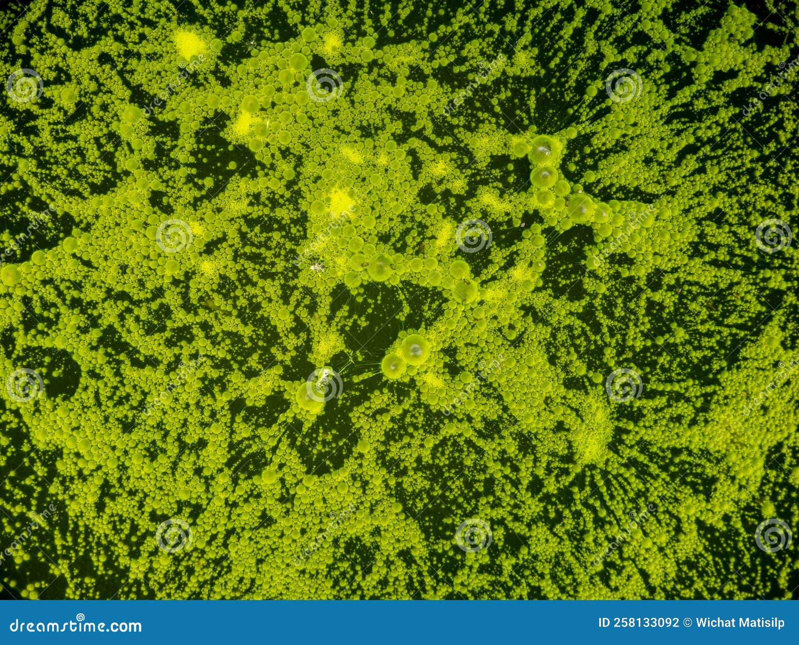 Surface of the Bubble Moss is Gathered into a Sheet Stock Photo - Image ...