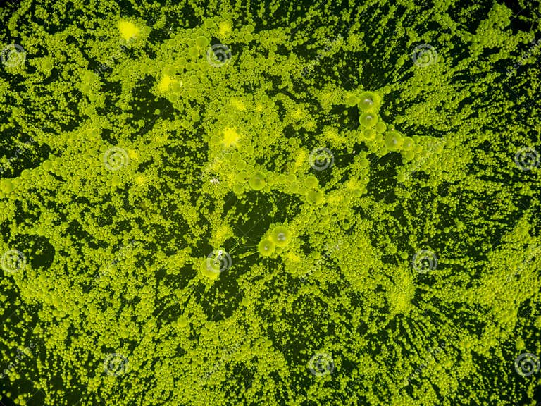 Surface of the Bubble Moss is Gathered into a Sheet Stock Photo - Image ...