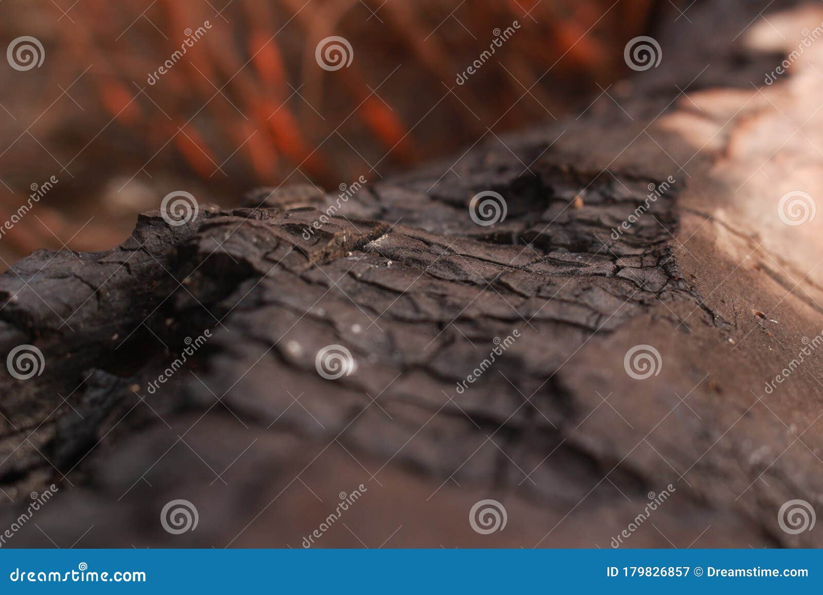 The Surface of the Burned Tree Stock Image - Image of field, wooden ...