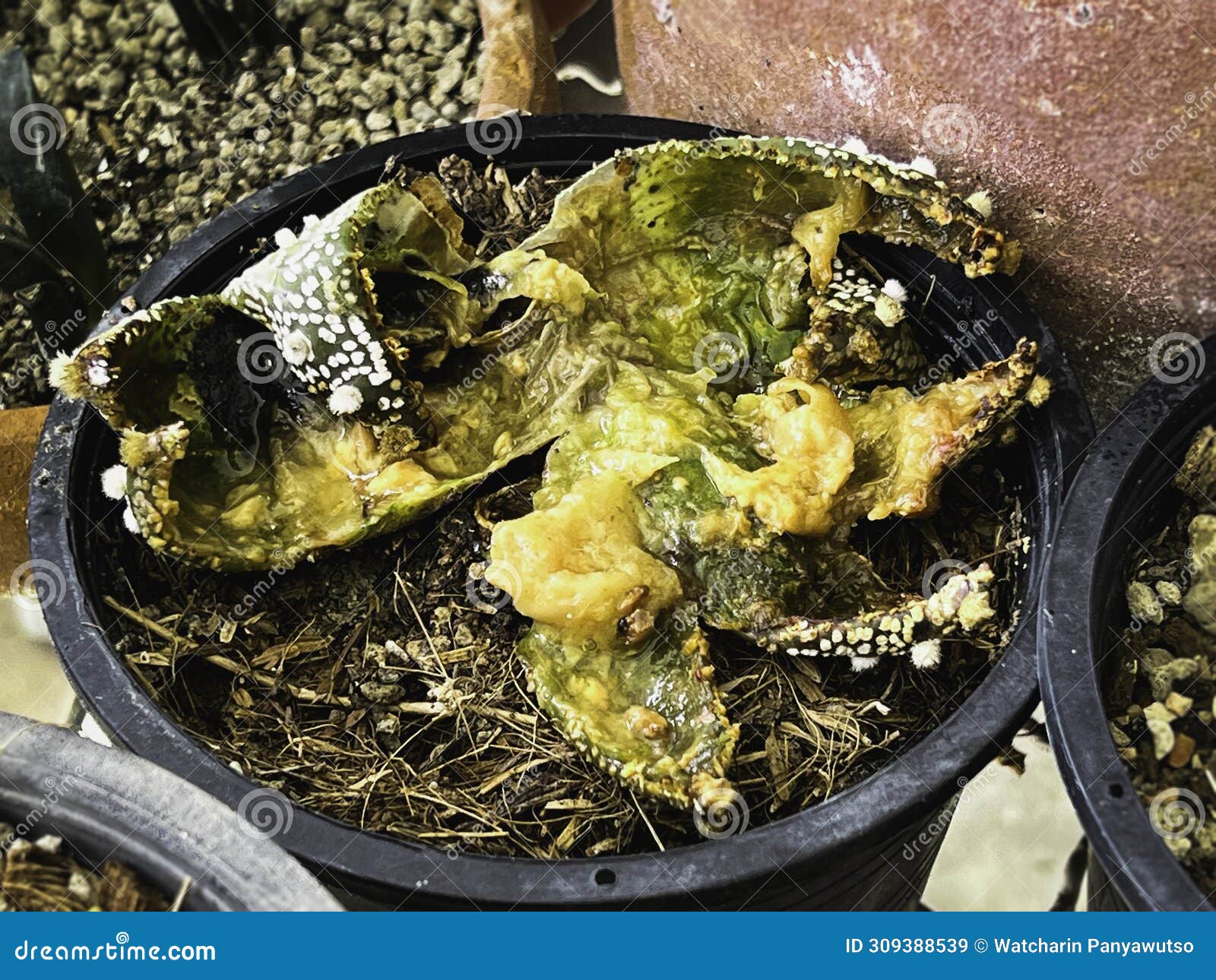 Surface of Cactus Getting Rotten and Dead from Fungal and Bacteria D ...