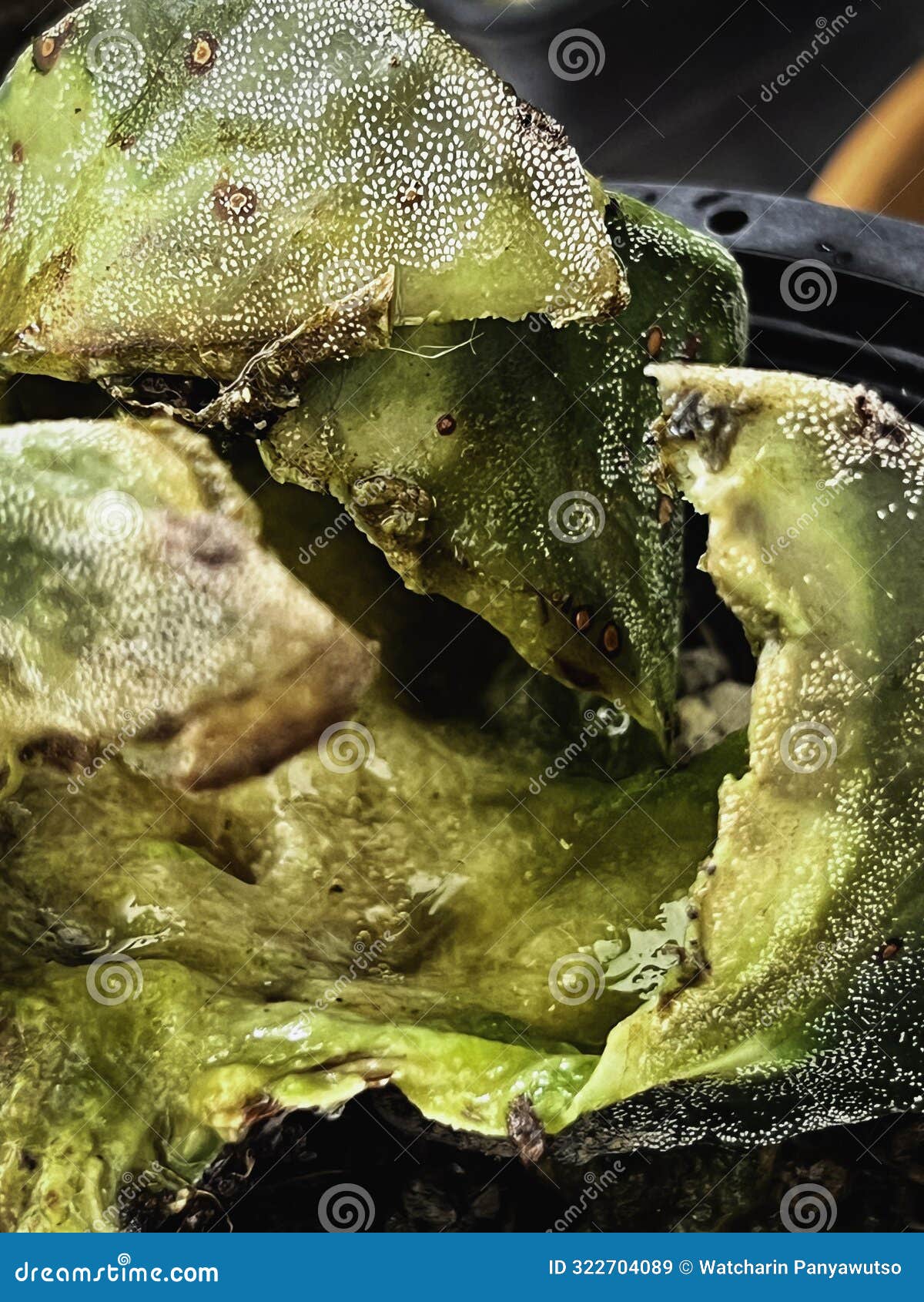 Surface of Cactus Getting Rotten and Dead from Fungal and Bacteria ...