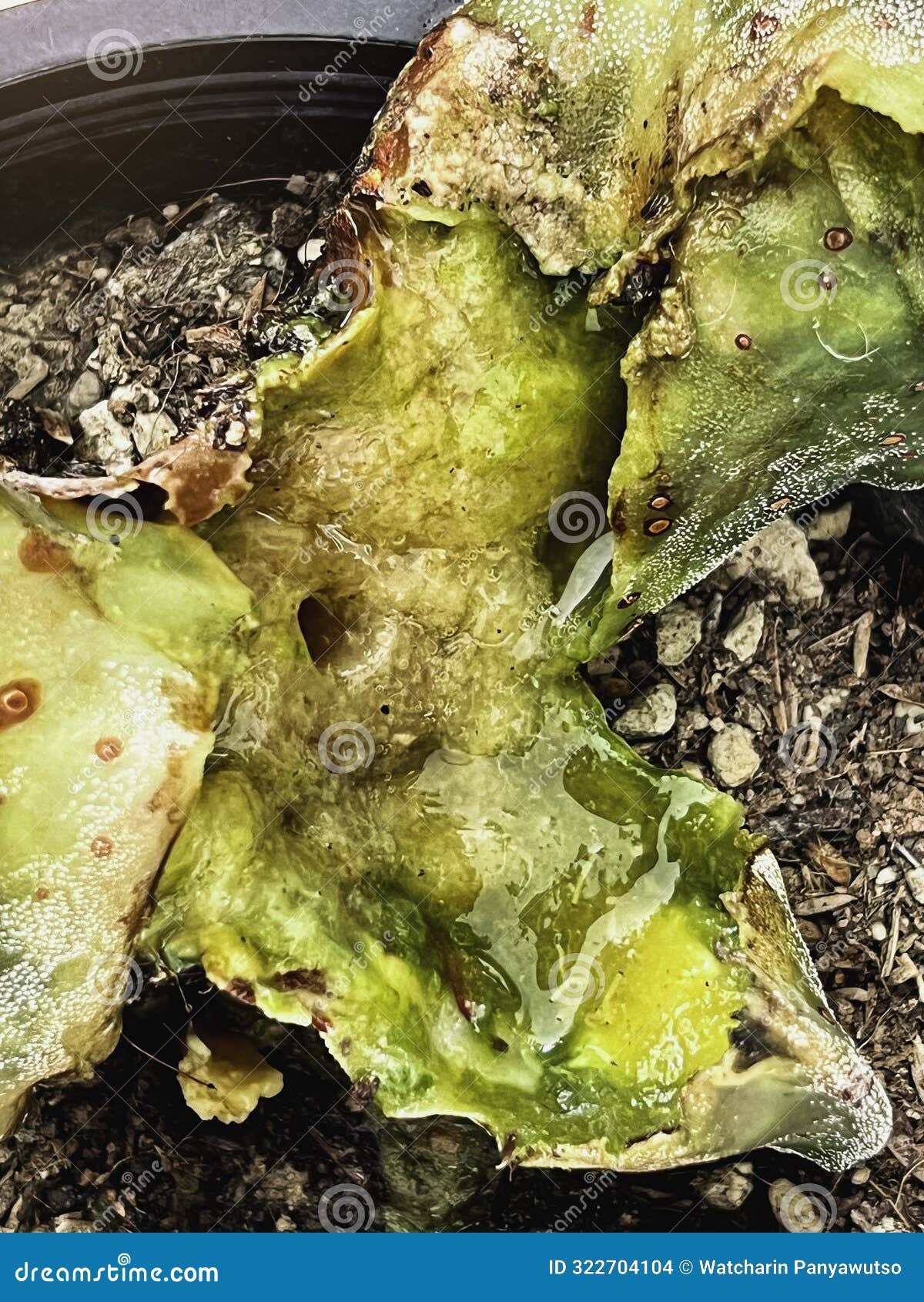 Surface of Cactus Getting Rotten and Dead from Fungal and Bacteria ...