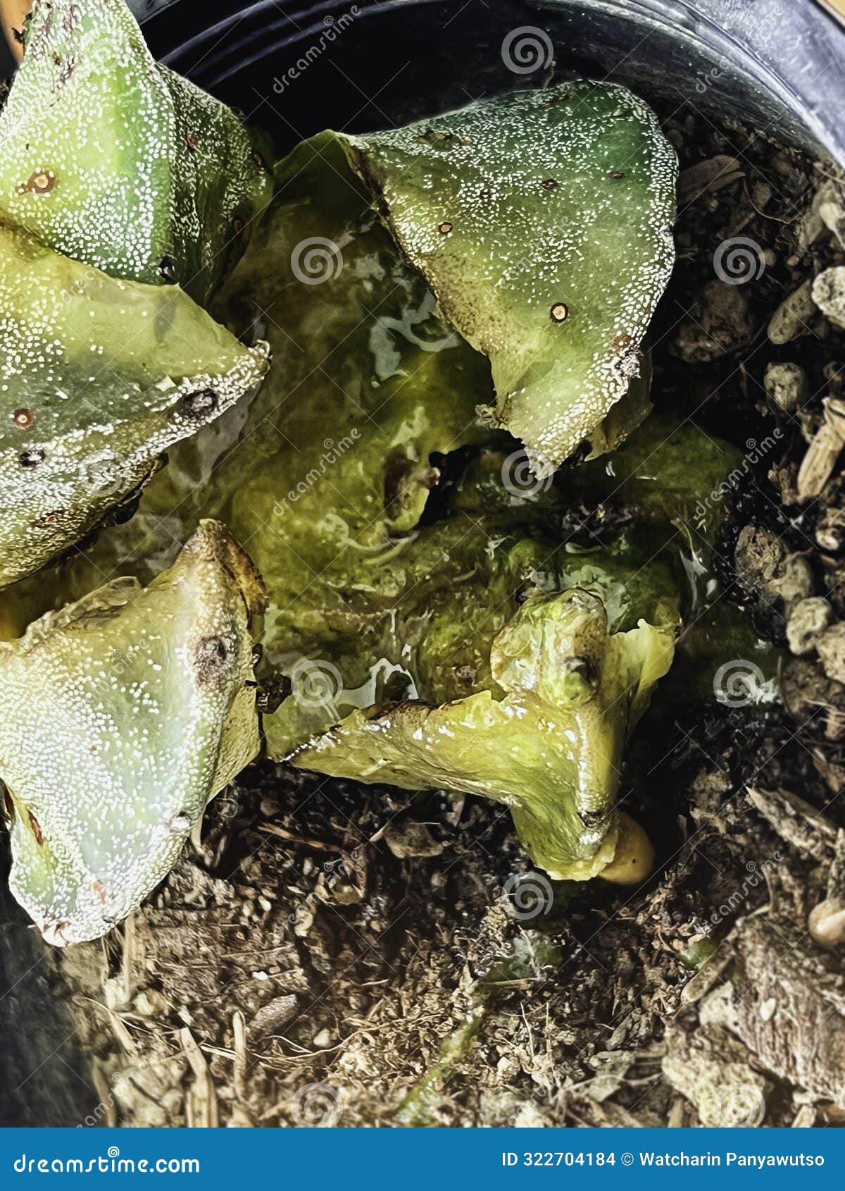 Surface of Cactus Getting Rotten and Dead from Fungal and Bacteria ...