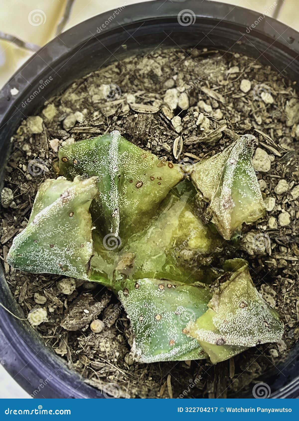 Surface of Cactus Getting Rotten and Dead from Fungal and Bacteria ...