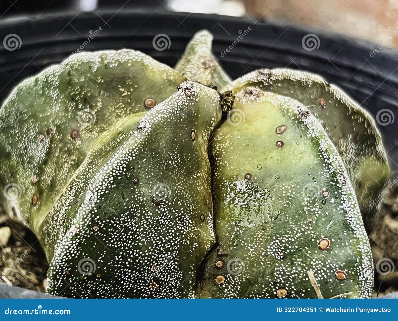 Surface of Cactus Getting Rotten and Dead from Fungal and Bacteria ...