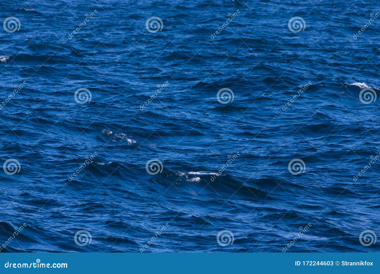 Surface of a Calm Blue Sea. Selective Focus Stock Image - Image of fish ...